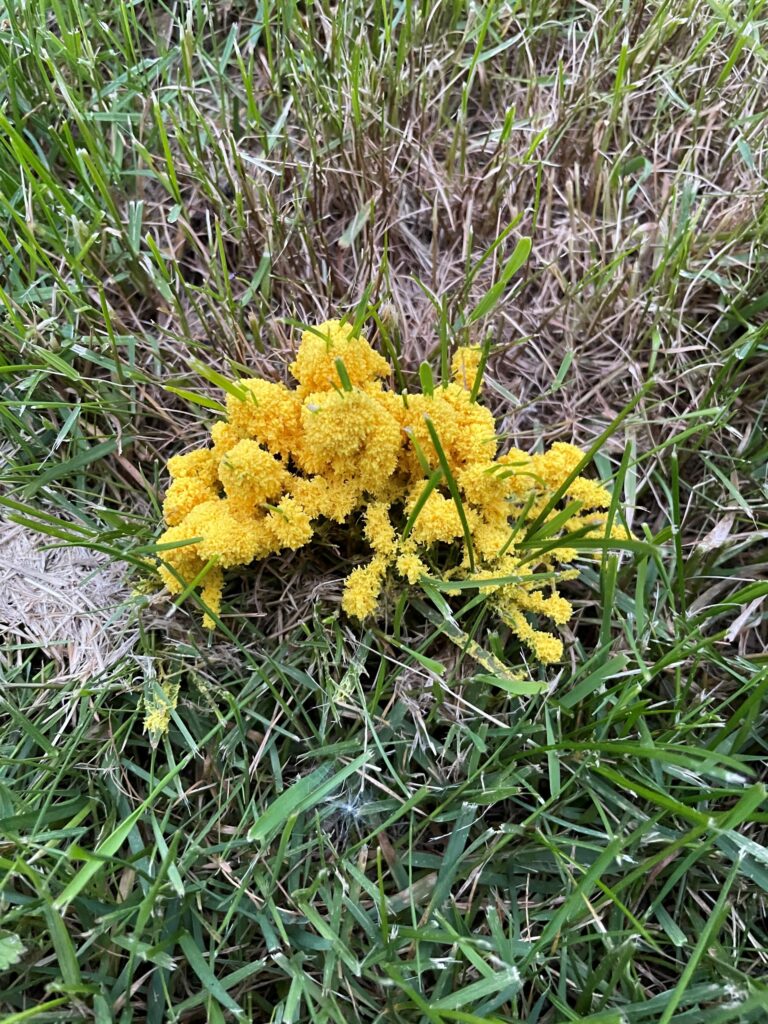 Bright yellow growth in my yard? | Geauga Park District